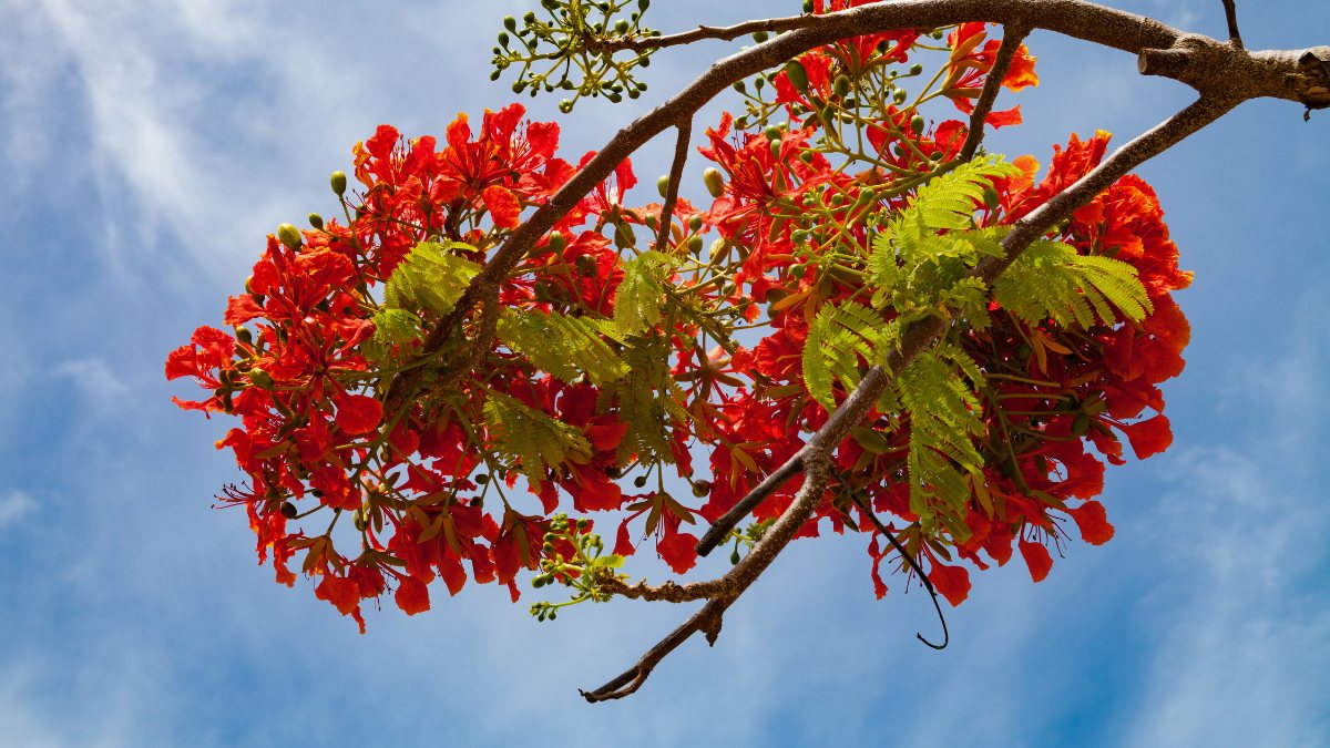 Tổng hợp 50+ hình ảnh hoa phượng đẹp gắn liền với mùa hè